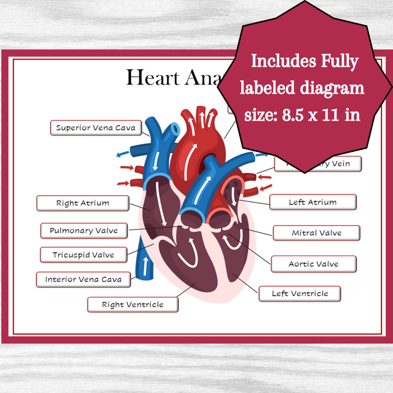 Heart Anatomy Diagram – Educational Printable Learning Resource ...