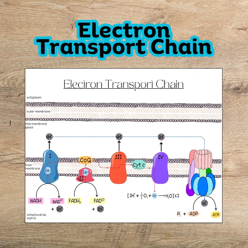 Cellular Respiration Biochemistry Pathways: Study Notes (PDF) - Etsy