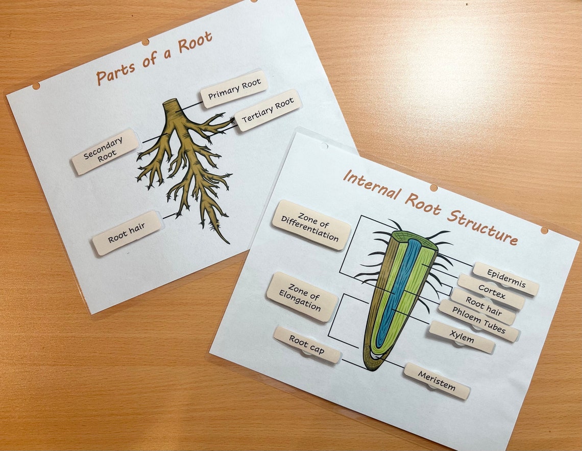 Parts of a Plant Printable Study Bundle Homeschool Plant Biology Unit ...