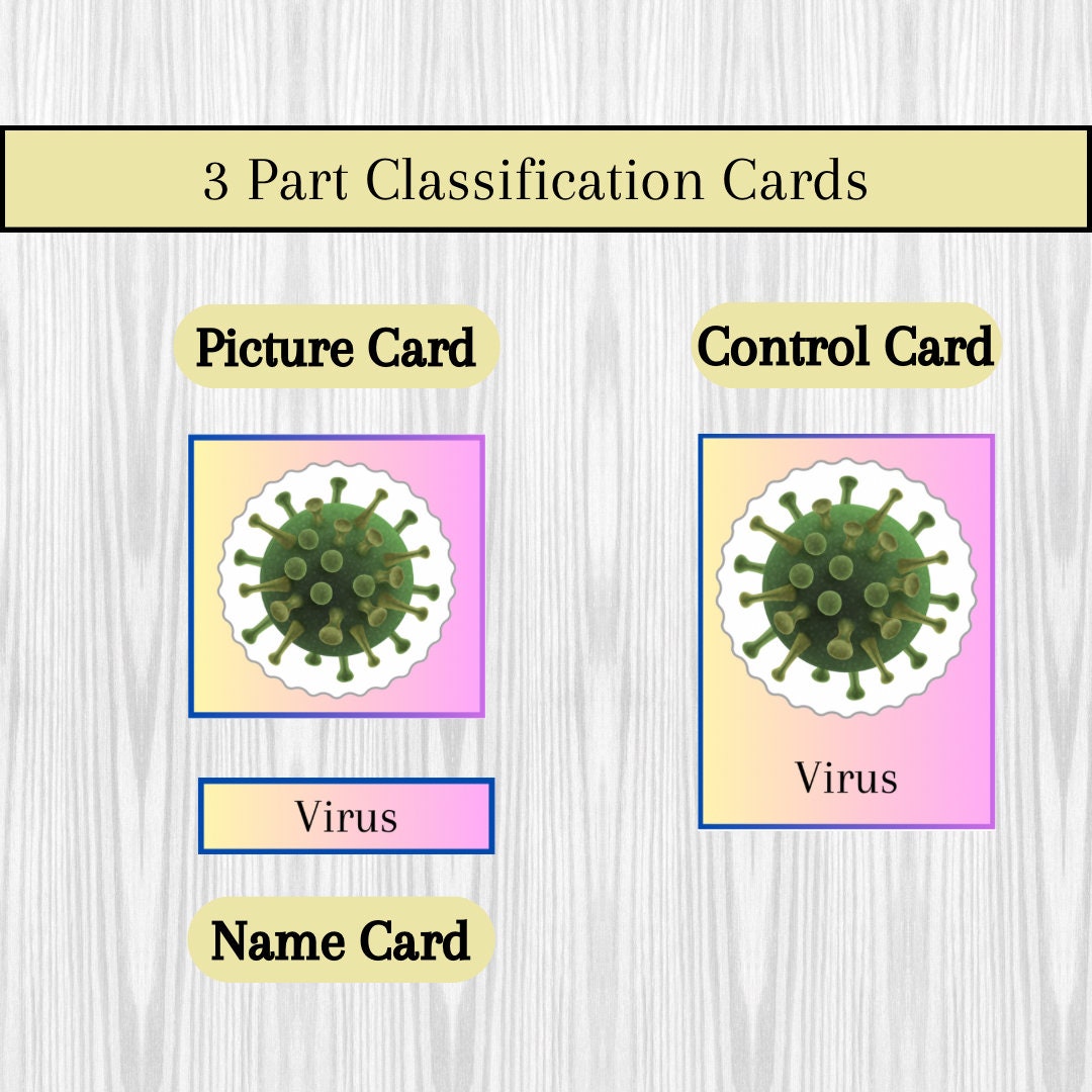 Biology Flascards for Kids Classification 3-part Naming Flashcards for ...
