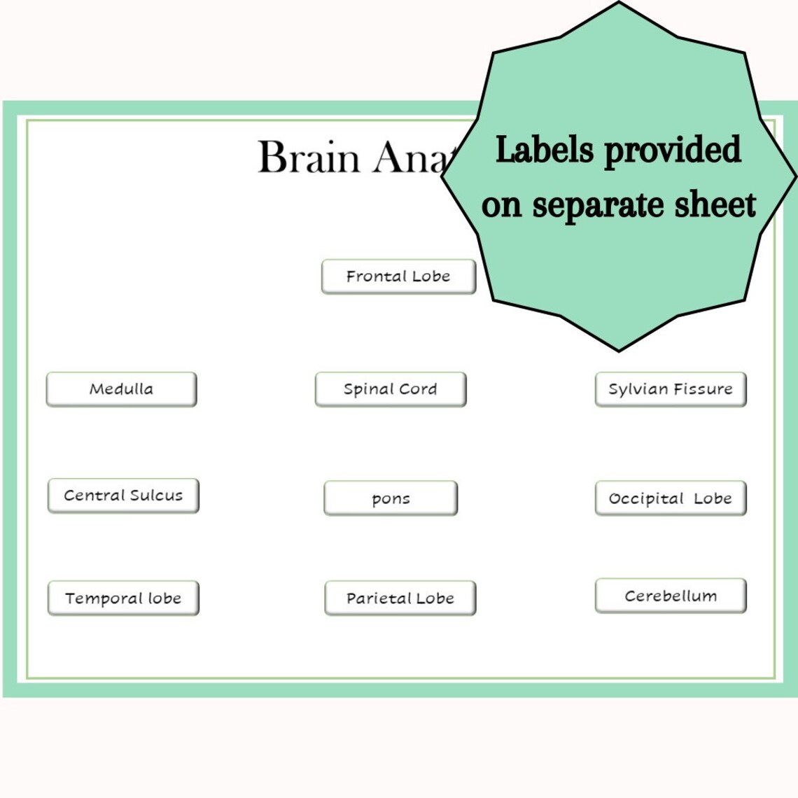 Brain Anatomy Labeling Diagram Classroom Poster Anatomy - Etsy