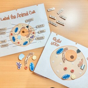 Cell Structure Activity Set: Animal, Plant & Bacteria Cell Models ...