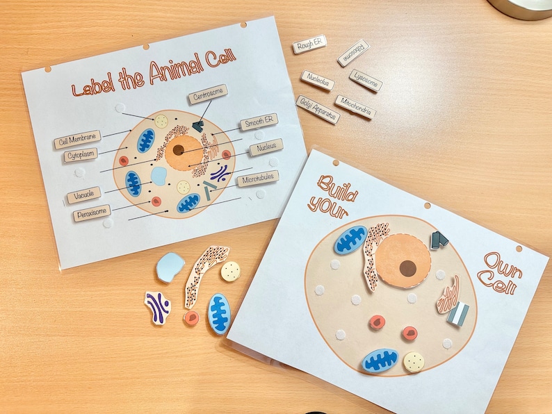 Cell Structure Activity Set: Animal, Plant & Bacteria Cell Models ...