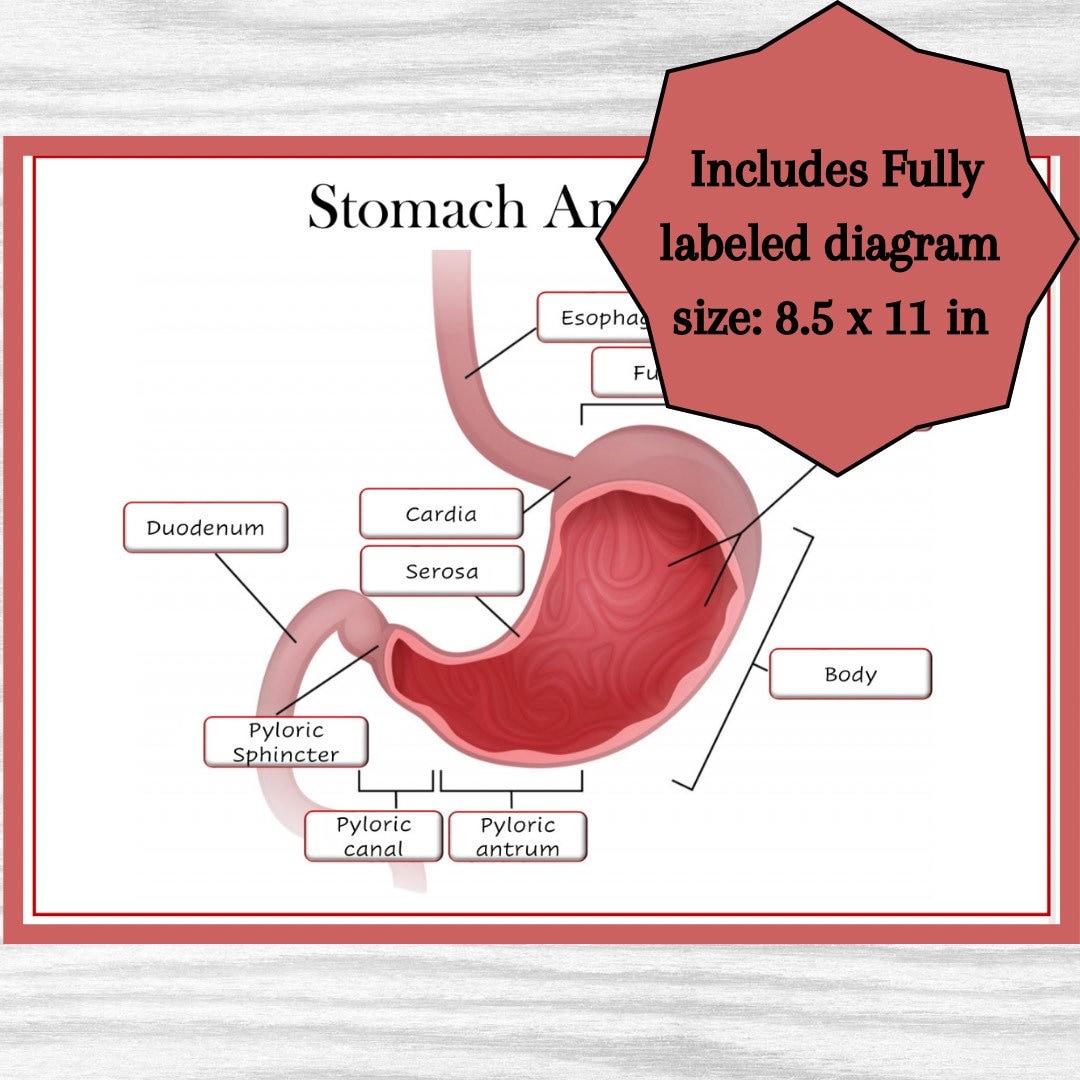 Stomach Anatomy Diagram – Printable Educational Resource (instant ...