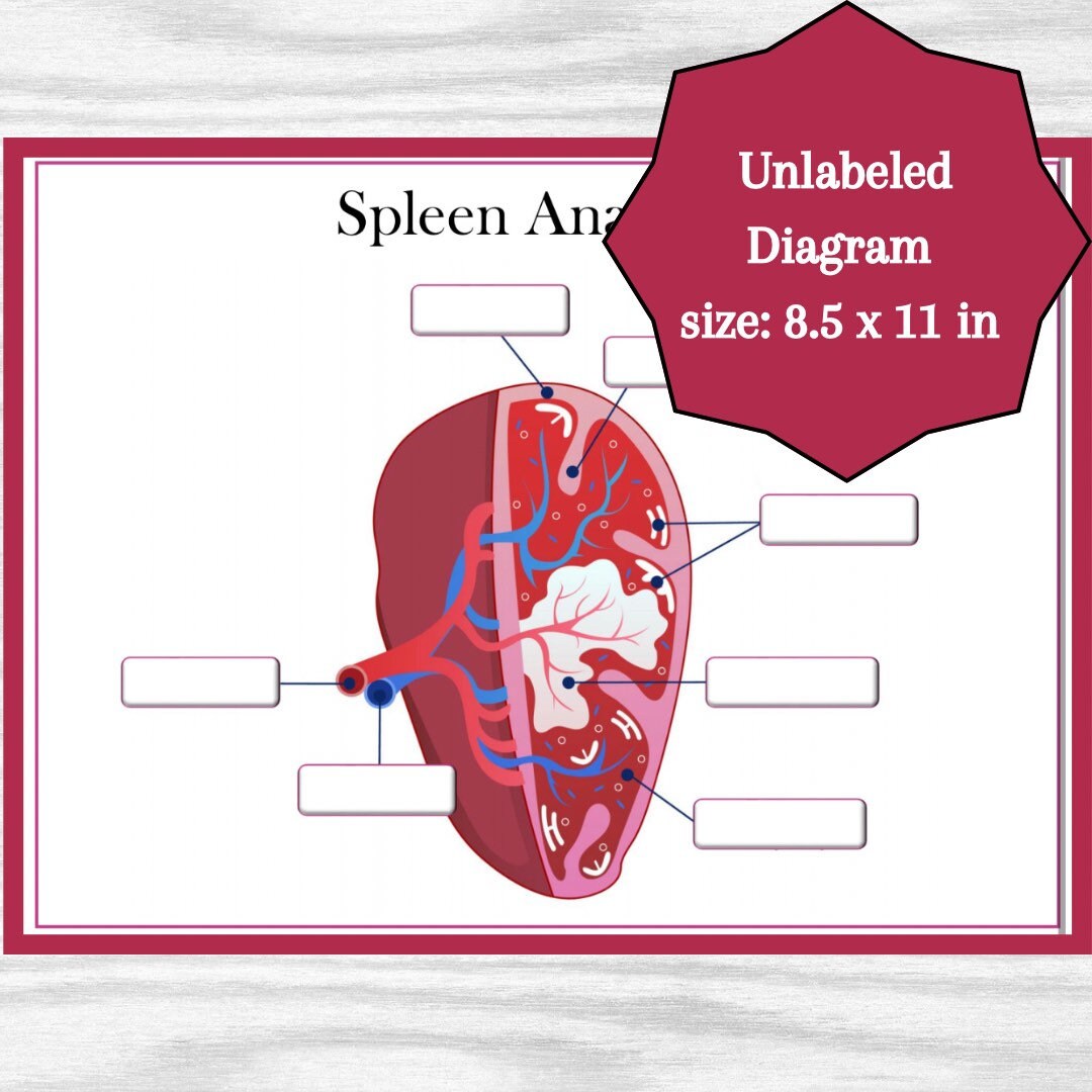 Spleen Anatomy Diagram – Printable Educational Resource (instant ...