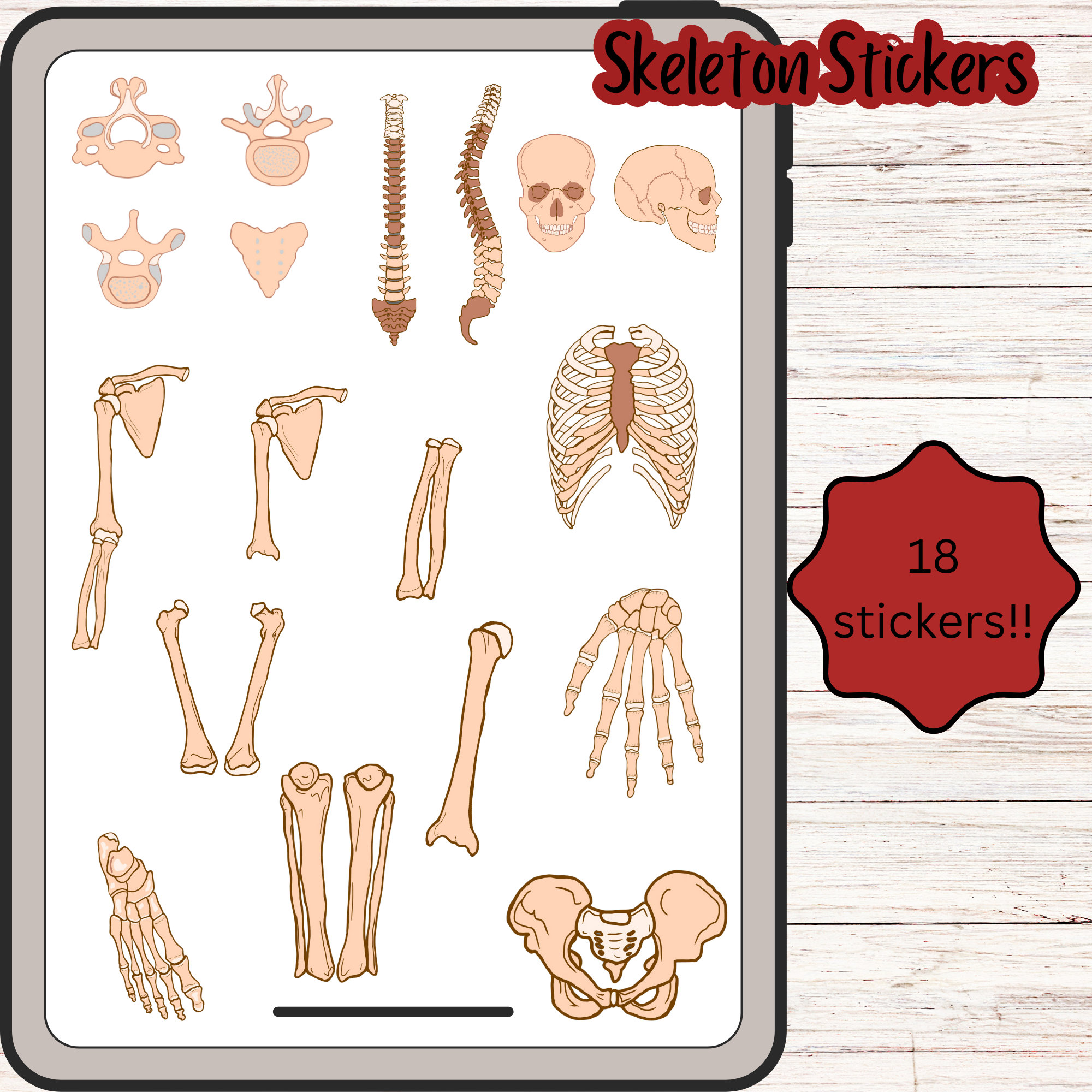Anatomy Digital Stickers for Biology, Medical School, Nursing School ...
