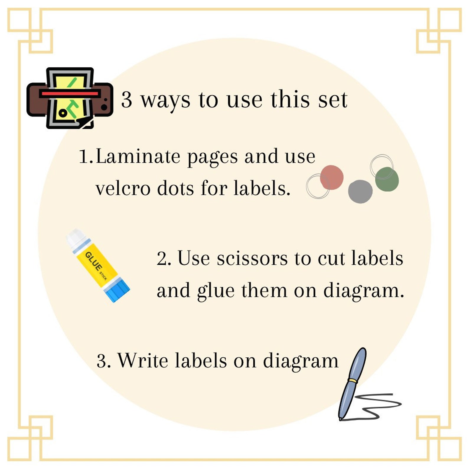 Pancreas Anatomy Diagram, Classroom Poster, Study Aid - Etsy