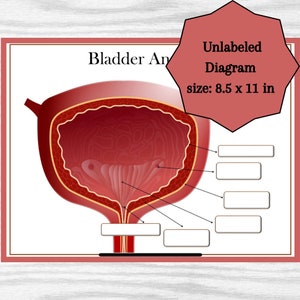 Bladder Anatomy Diagram – Educational Printable Learning Resource ...