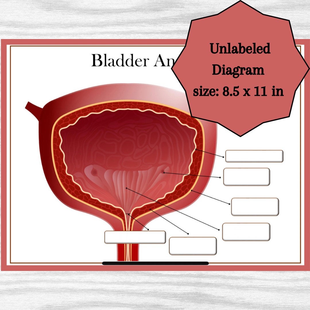 Bladder Anatomy Diagram – Educational Printable Learning Resource ...
