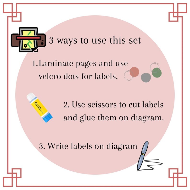 Parts Of Urinary Bladder Anatomy at Marvin Thomas blog
