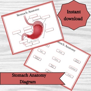 Stomach Anatomy Diagram – Printable Educational Resource (instant ...