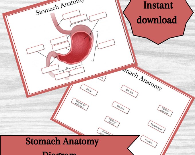 Stomach Anatomy Diagram – Printable Educational Resource (instant ...