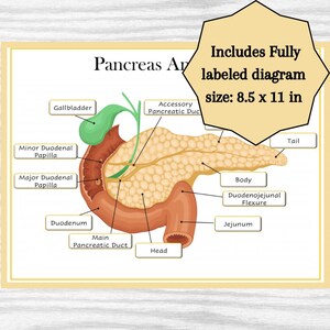 Pancreas Anatomy Diagram, Classroom Poster, Study Aid - Etsy