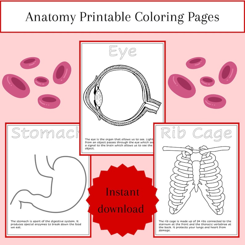 Human Anatomy Printable Coloring Pages, for Preschool, Kindergarten ...