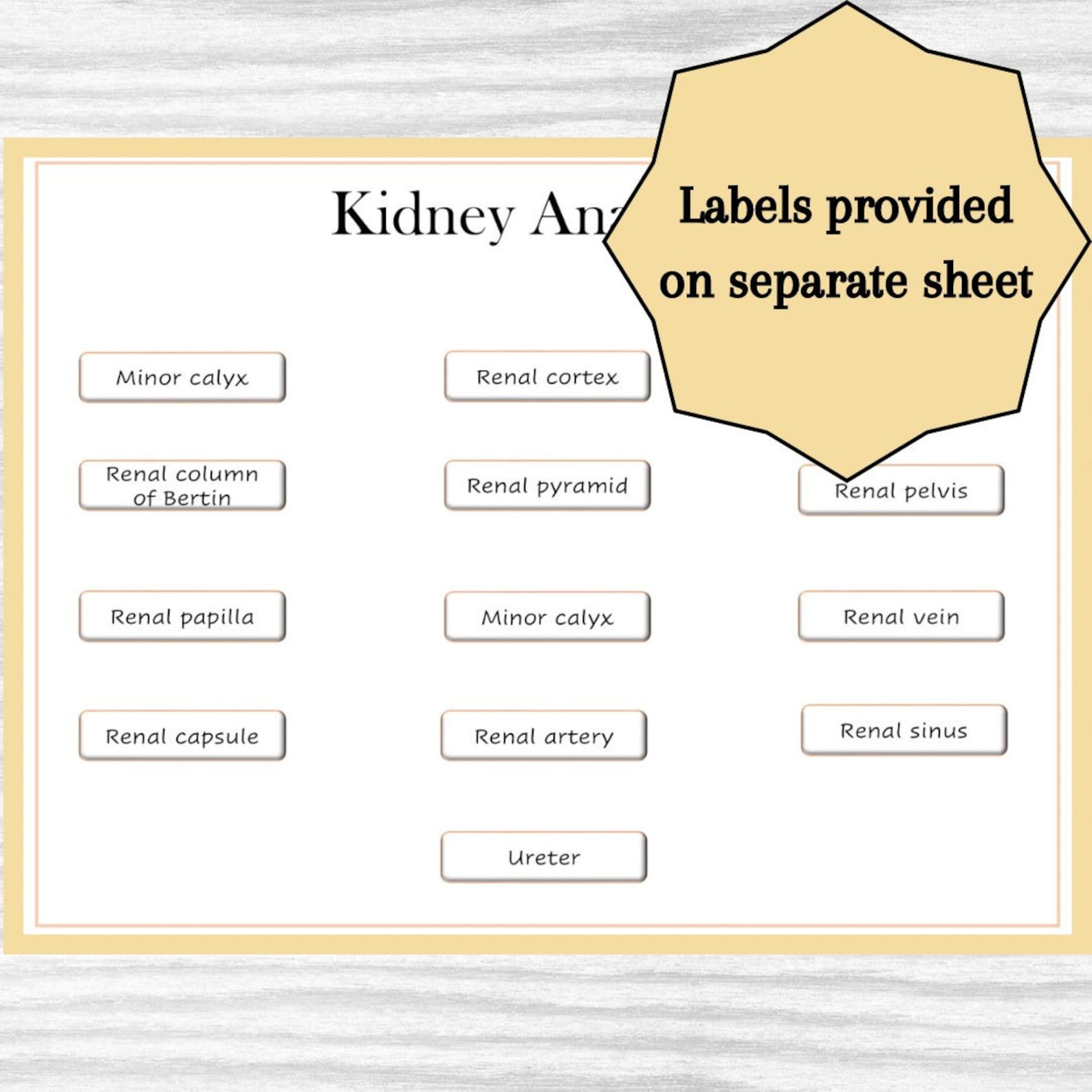 Kidney Anatomy Diagram, Classroom Poster, Study Aid for Biology ...
