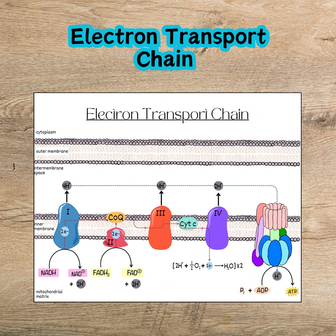 Biochemical Pathway Worksheets for Biology, Biochemistry, Medical ...