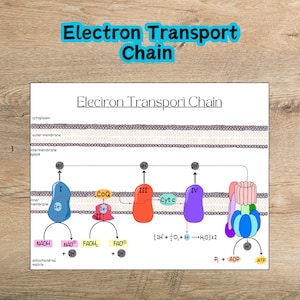 Biochemical Pathway Worksheets for Biology, Biochemistry, Medical ...