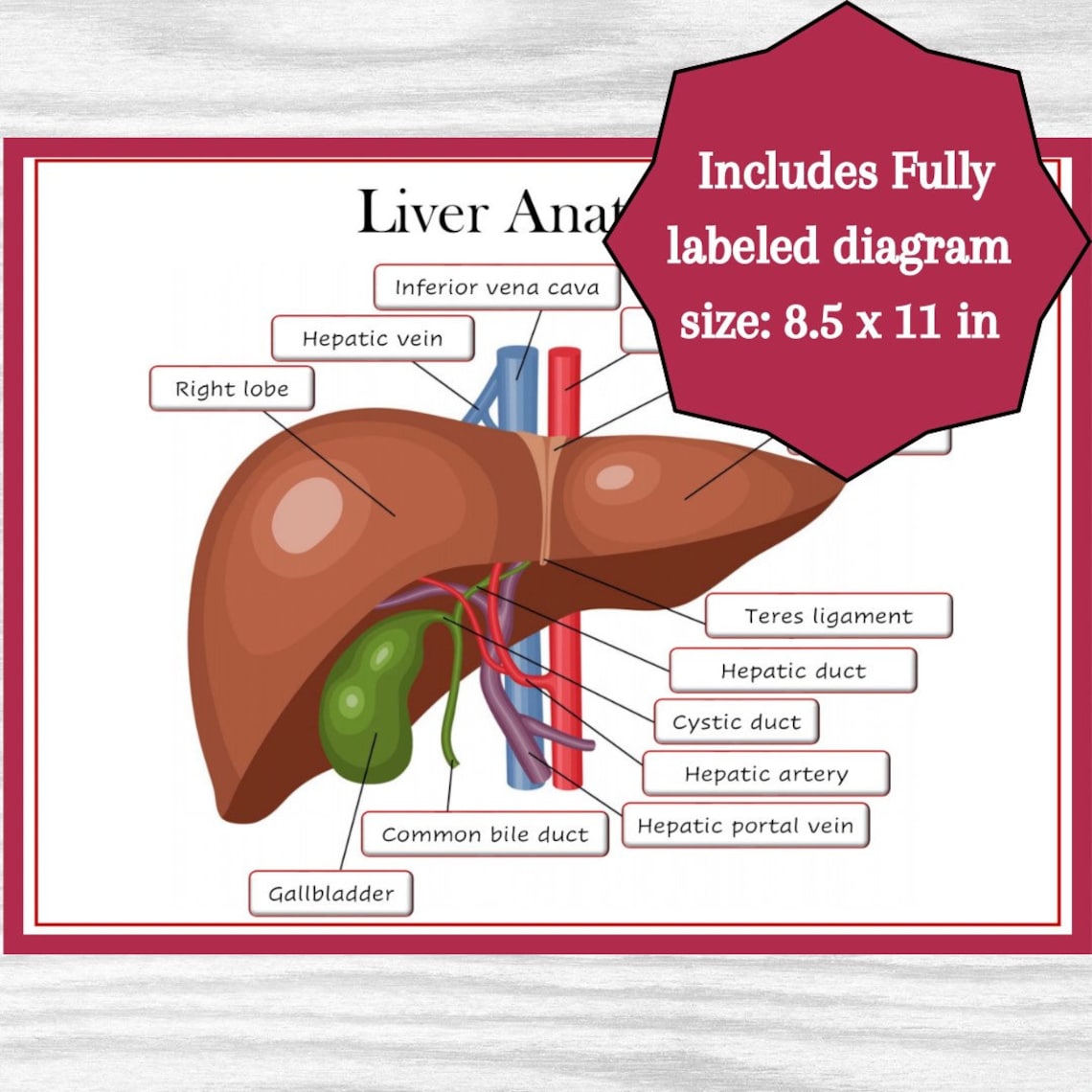 Liver Anatomy Diagram – Printable Educational Resource (instant ...