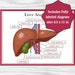 Liver Anatomy Diagram, Classroom Poster, Study Aid - Etsy Canada