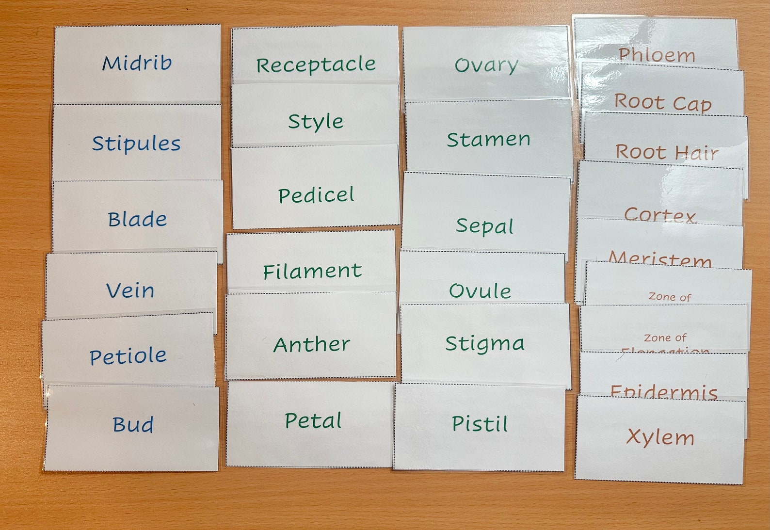 Parts of a Plant Printable Study Bundle Homeschool Plant Biology Unit ...