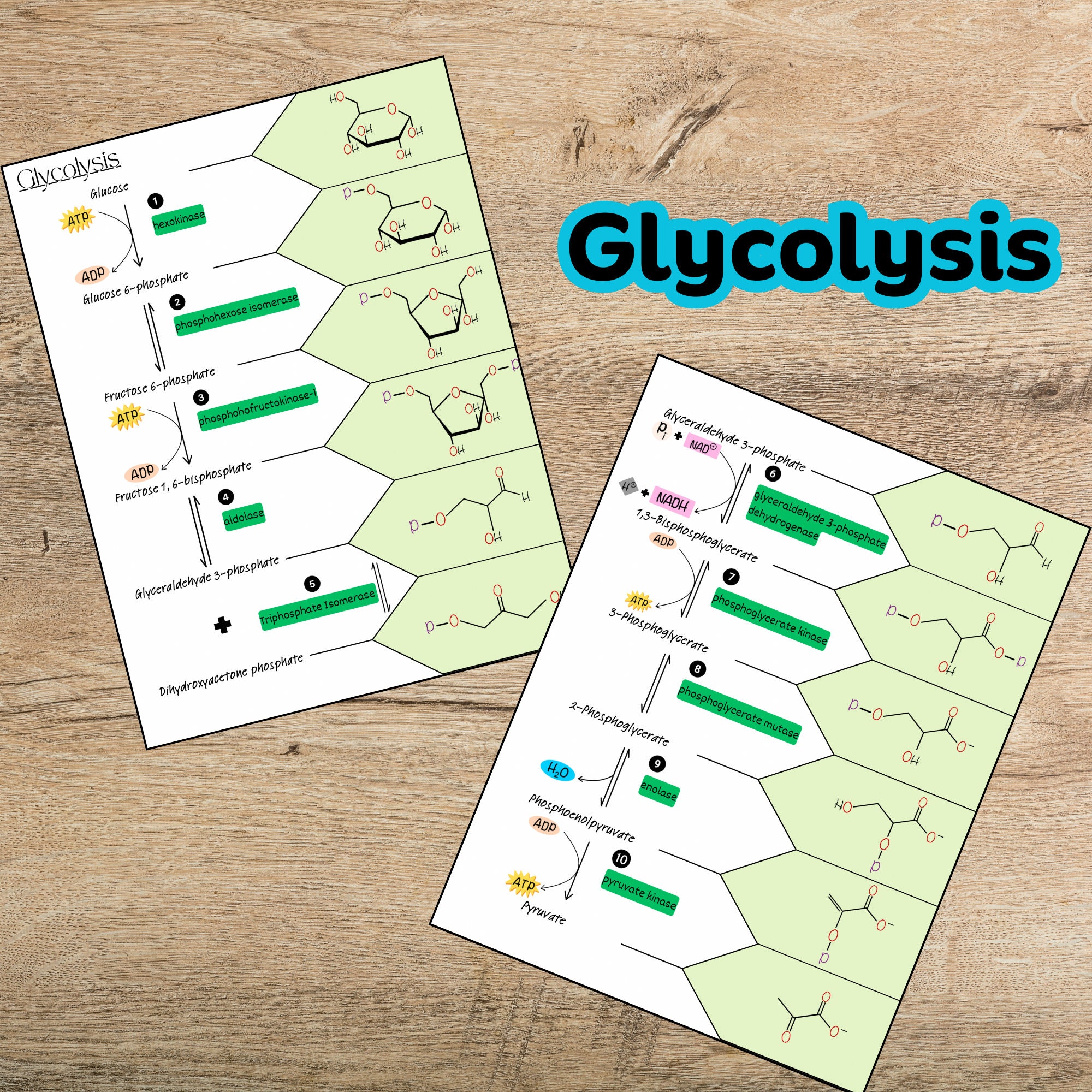 Cellular Respiration Biochemistry Pathways: Study Notes (PDF) - Etsy
