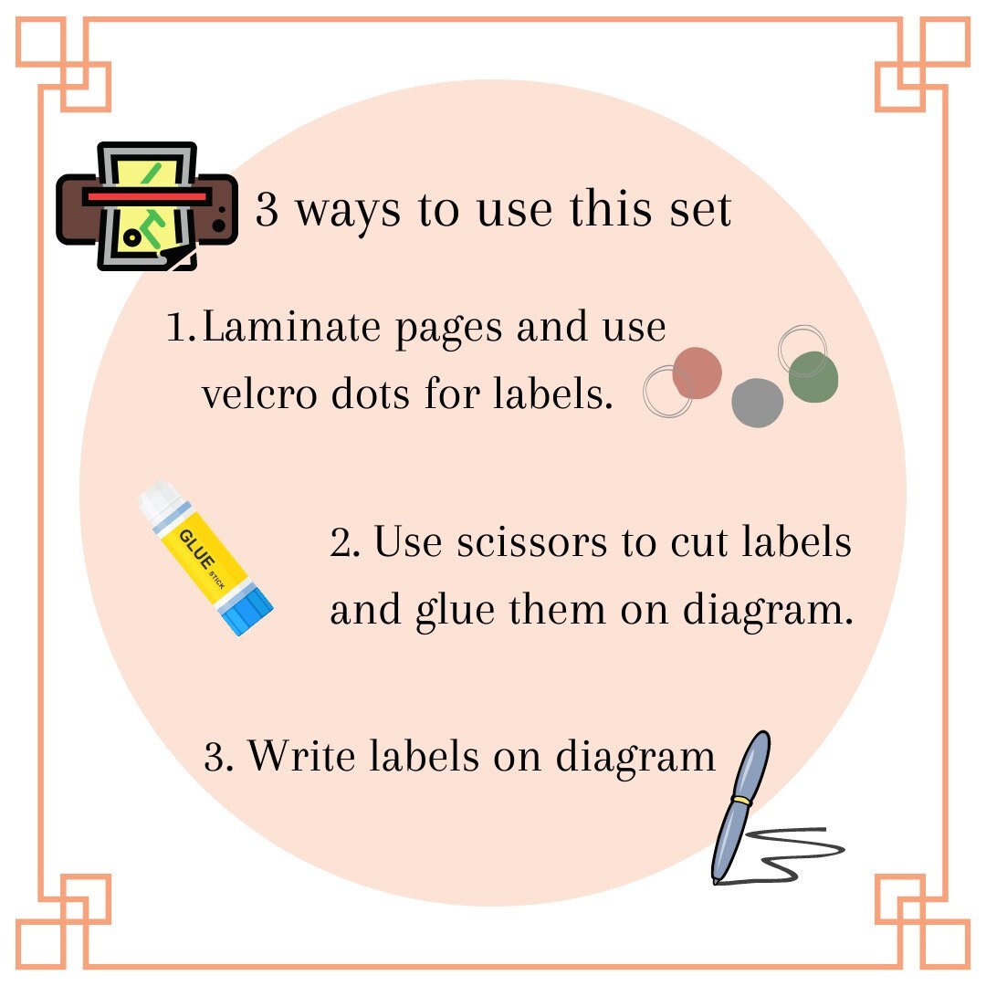 Ear Anatomy Labeling Diagram Parts of the Ear Classroom Poster ...