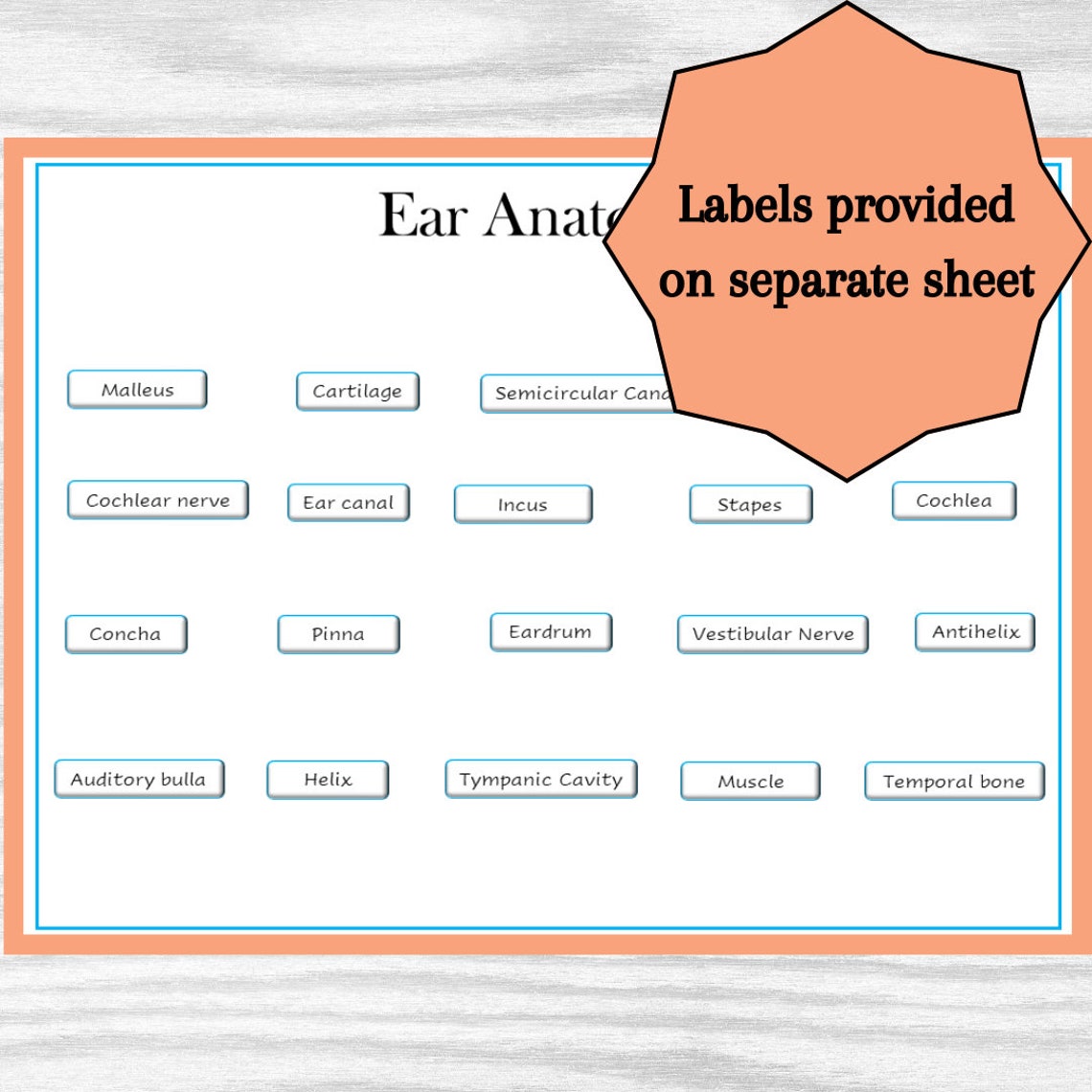 Ear Anatomy Labeling Diagram Parts of the Ear Classroom Poster ...