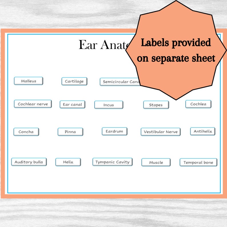 Ear Anatomy Labeling Diagram Parts of the Ear Classroom Poster ...