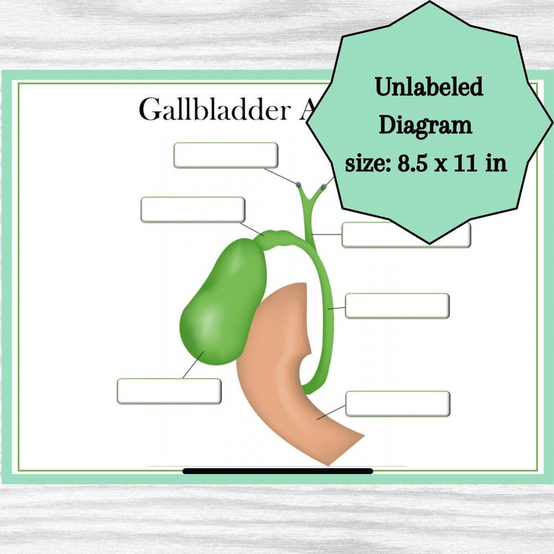 Gallbladder Anatomy Diagram, Classroom Poster, Study Aid - Etsy