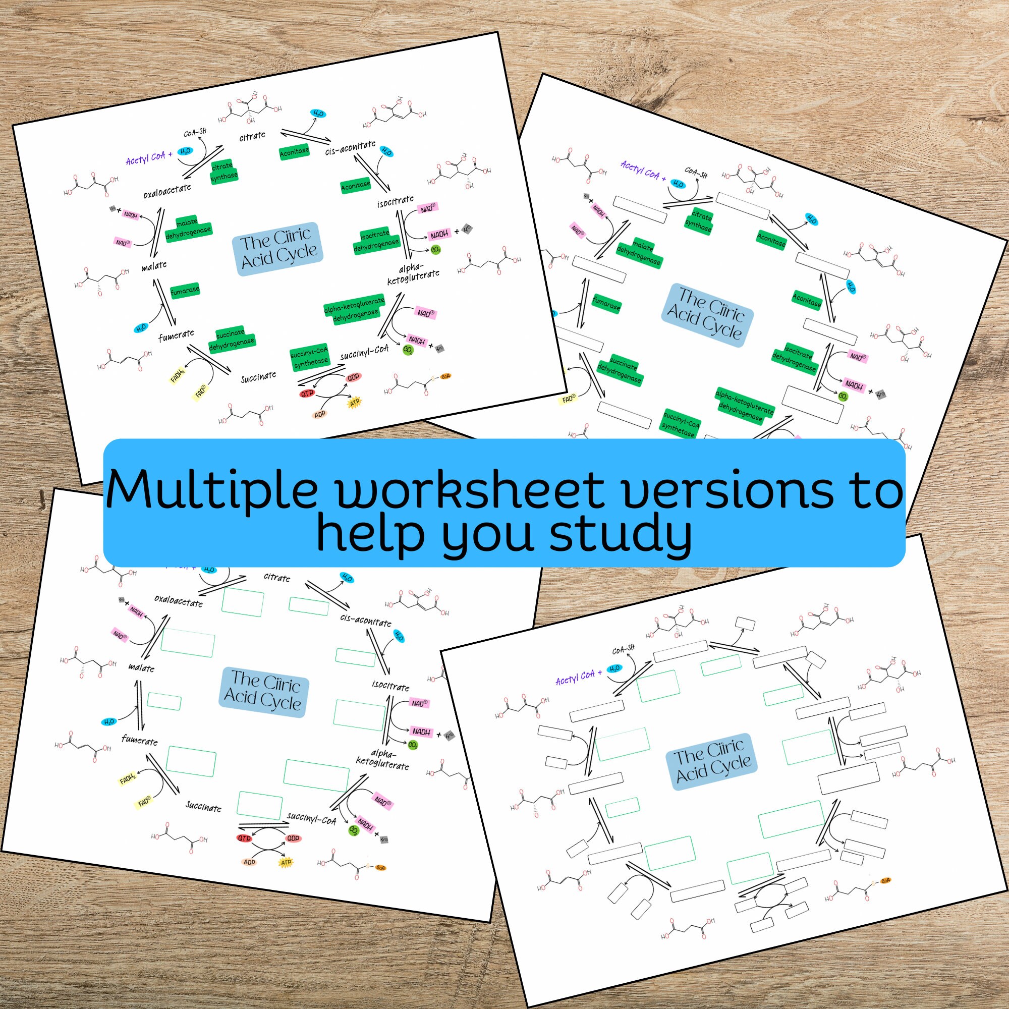Cellular Respiration Biochemistry Pathways | Biochemistry, Medical ...