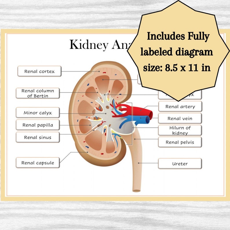 Kidney Anatomy Diagram, Classroom Poster, Study Aid for Biology ...