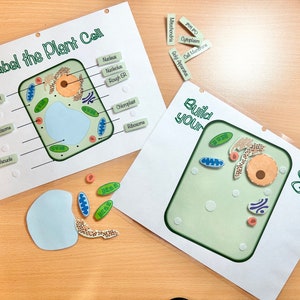 Cell Structure Activity Set: Animal, Plant & Bacteria Cell Models ...