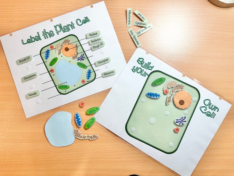 Cell Structure Activity Set: Animal, Plant & Bacteria Cell Models ...