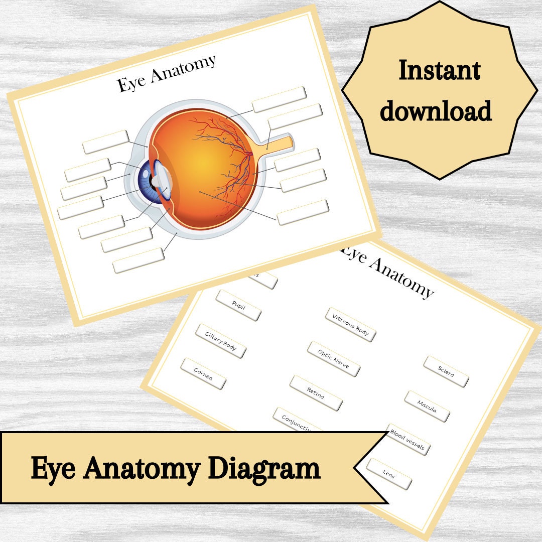 Eye Anatomy Labeling Diagram Classroom Poster and Study Aid - Etsy