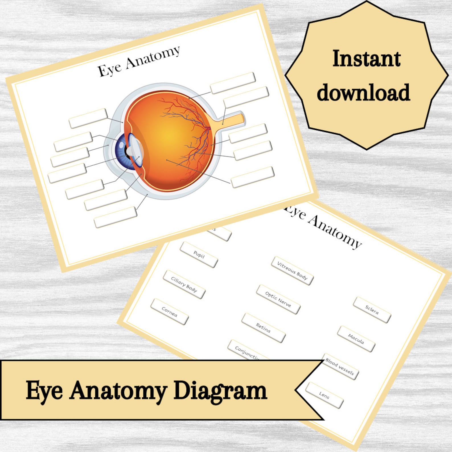 Eye Anatomy Diagram – Educational Printable Learning Resource (instant ...