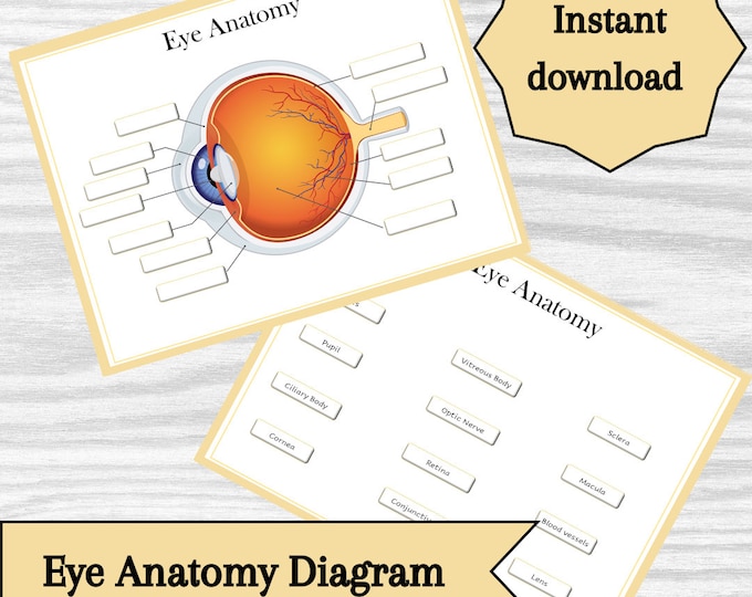 Eye Anatomy Diagram – Educational Printable Learning Resource (instant ...