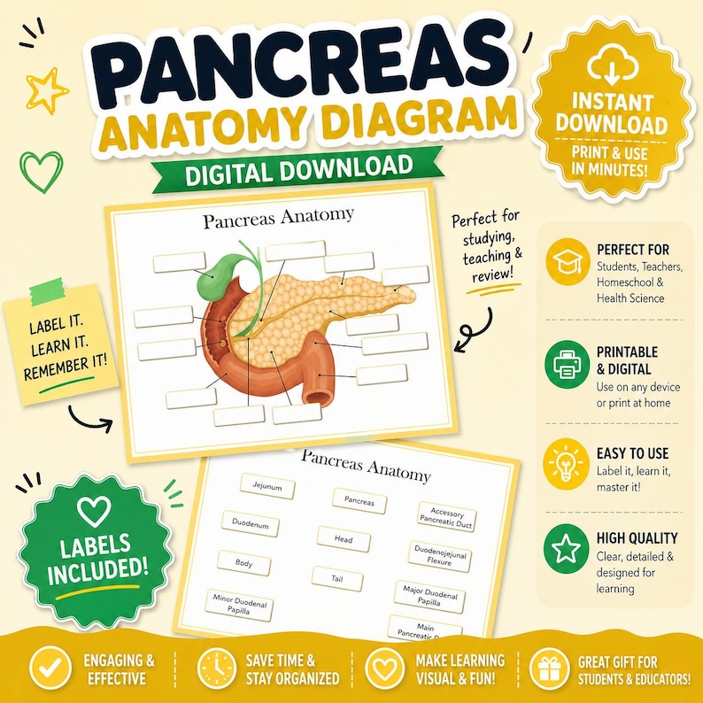 Pancreas Anatomy Diagram – Printable Educational Resource (instant ...