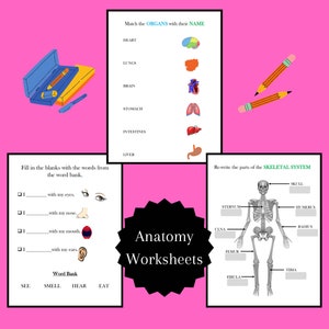 Human Anatomy Printable Coloring and Activity Book for Kids With Word ...