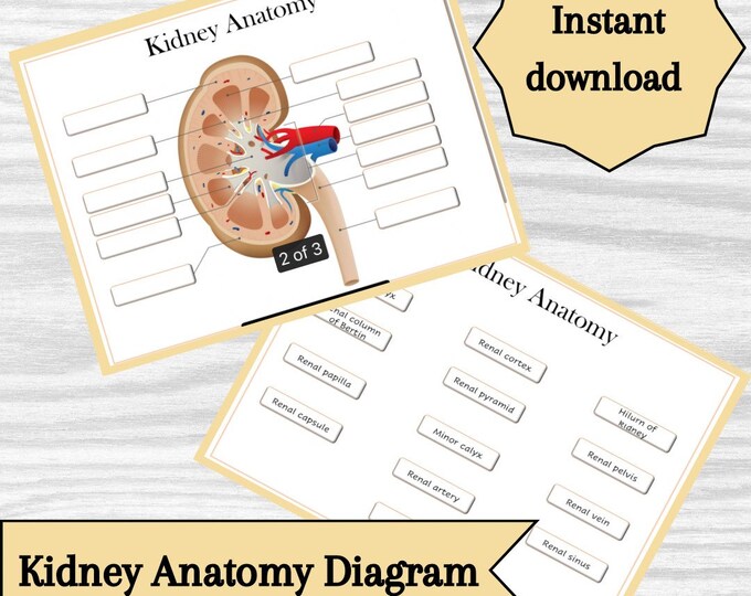 Kidney Anatomy Diagram – Printable Educational Resource (instant ...