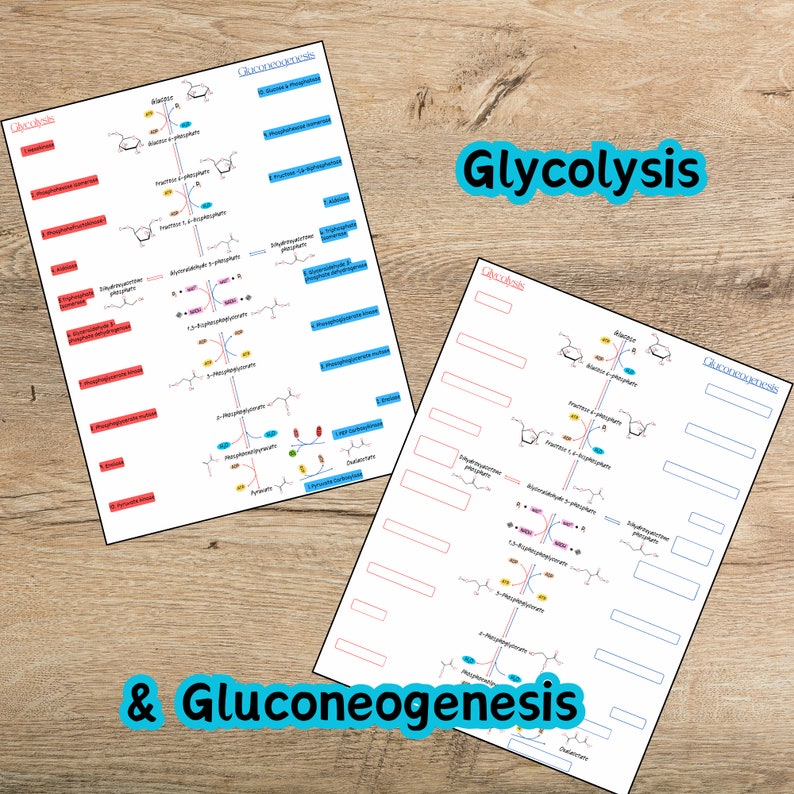 Biochemical Pathway Worksheets for Biology, Biochemistry, Medical ...