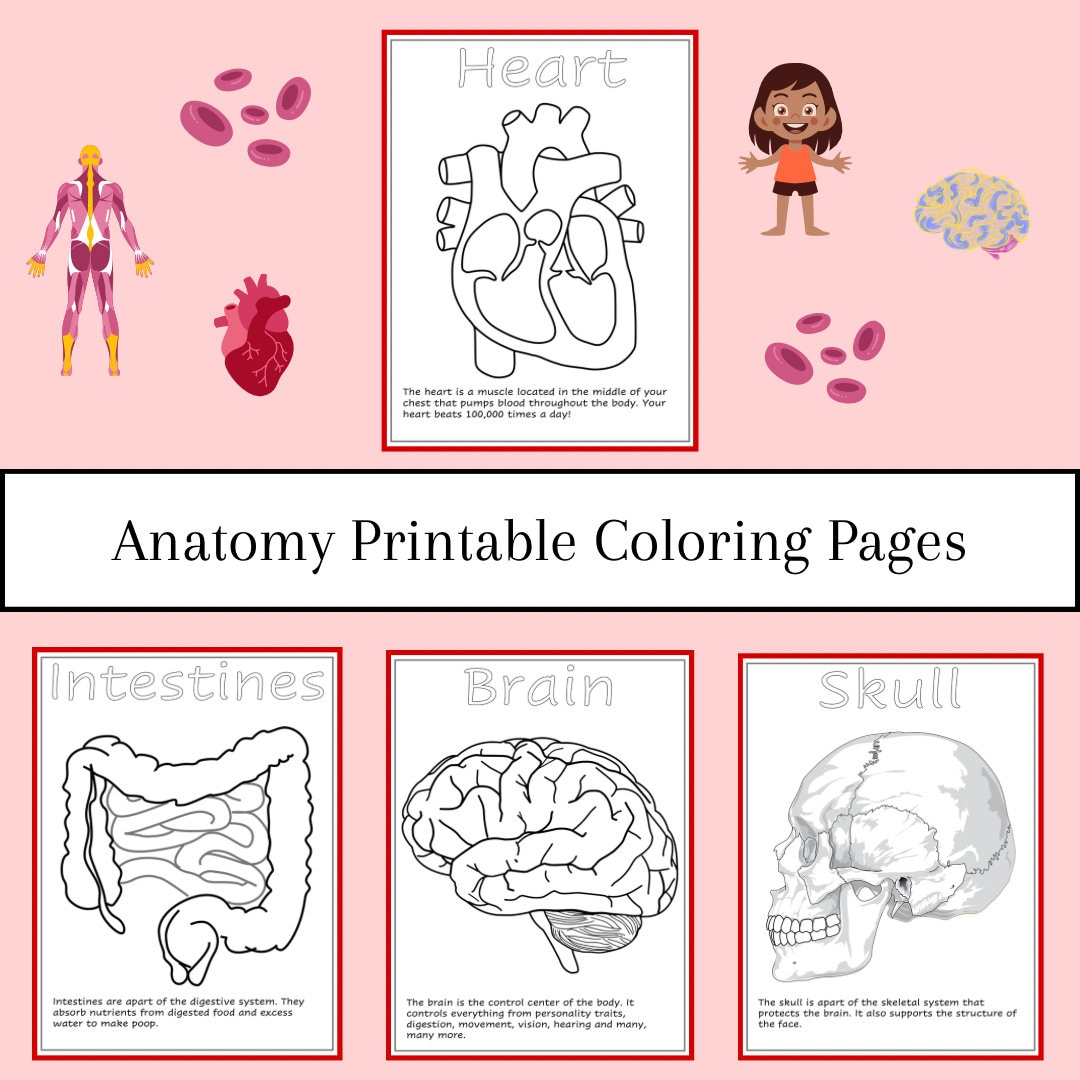 Human Anatomy Printable Coloring Pages, for Preschool, Kindergarten ...