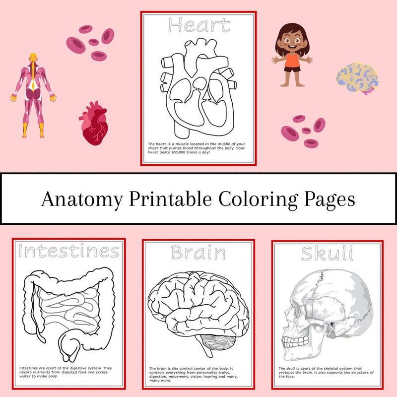 Human Anatomy Printable - Etsy