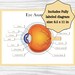 Eye Anatomy Diagram – Educational Printable Learning Resource (instant ...