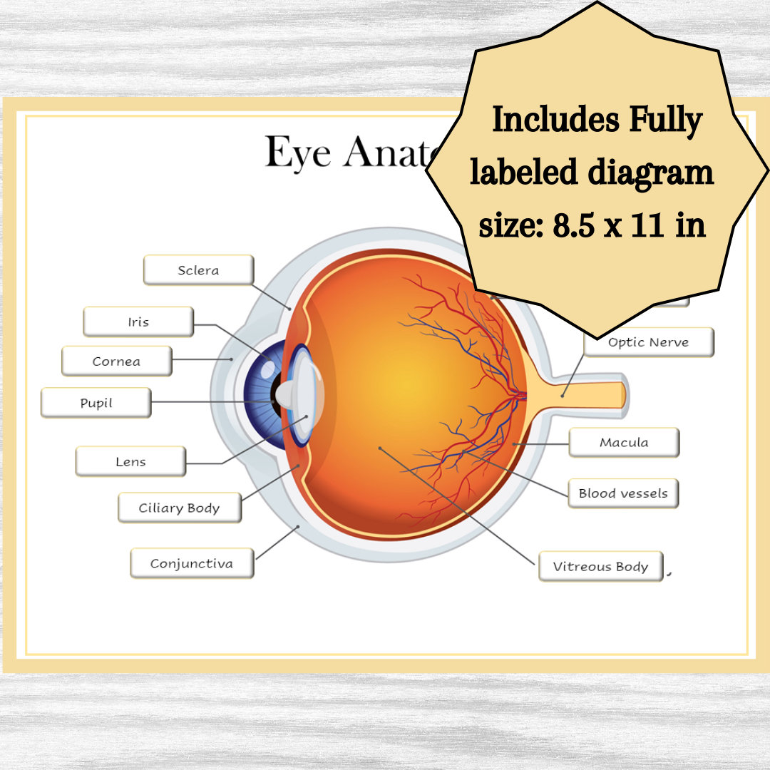 Eye Anatomy Diagram – Educational Printable Learning Resource (instant ...