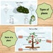 Plants Busy Book: Interactive Learning for Kids (PDF) - Etsy