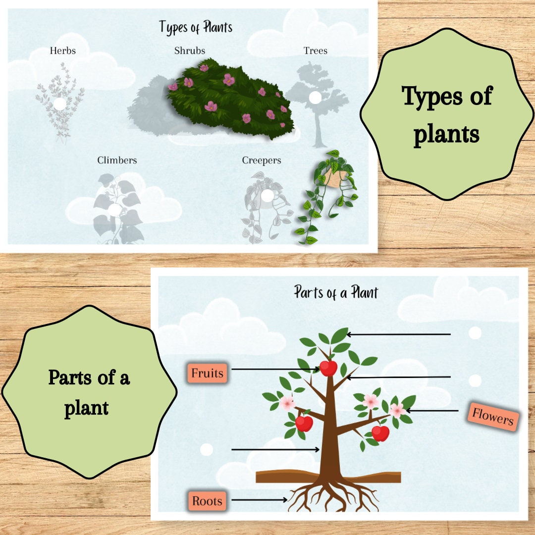 Plants Busy Book: Interactive Learning for Kids (PDF) - Etsy