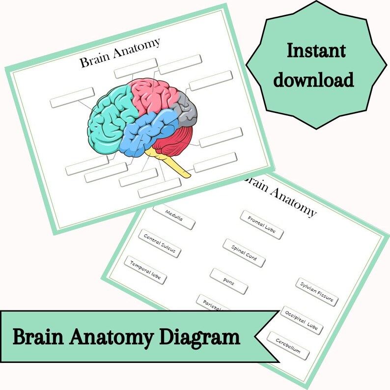 Brain Anatomy Labeling Diagram Classroom Poster Anatomy - Etsy