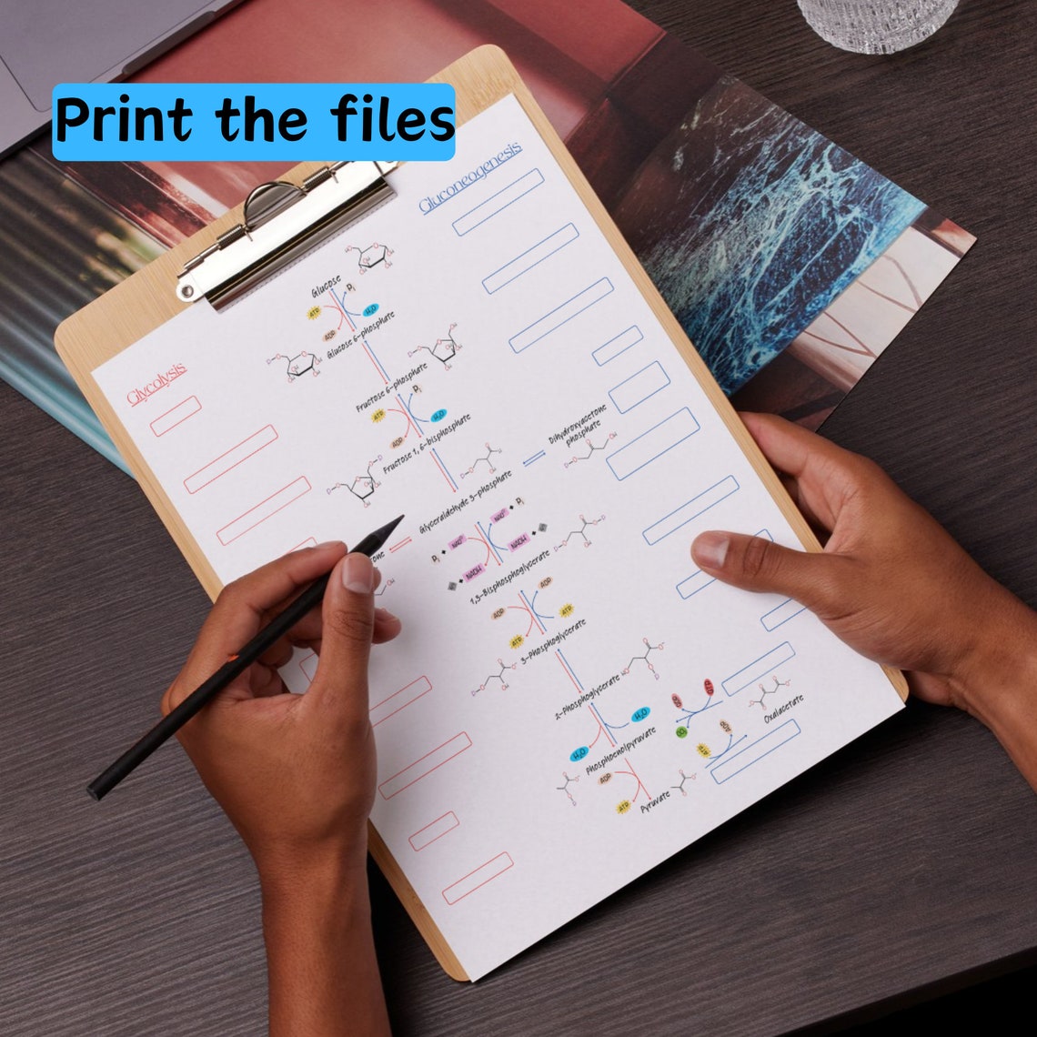 Biochemical Pathway Worksheets for Biology, Biochemistry, Medical ...