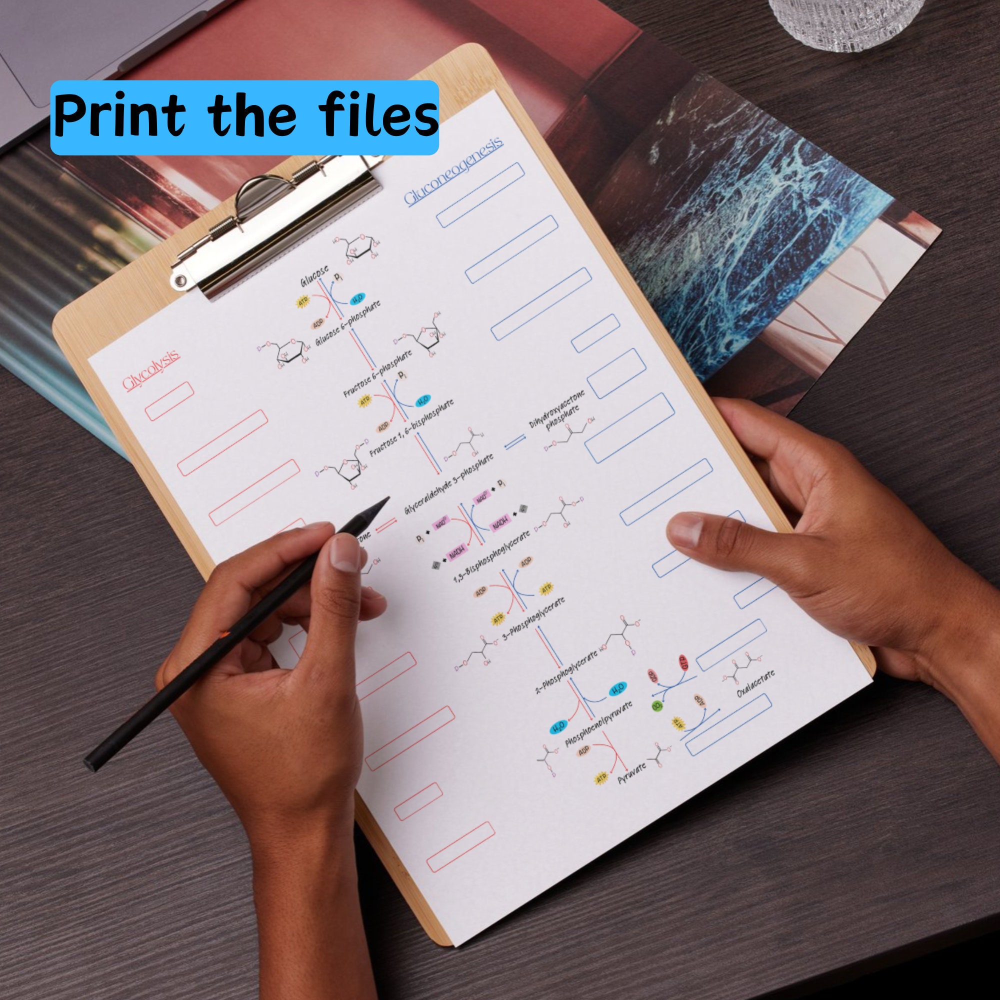 Biochemical Pathway Worksheets for Biology, Biochemistry, Medical ...