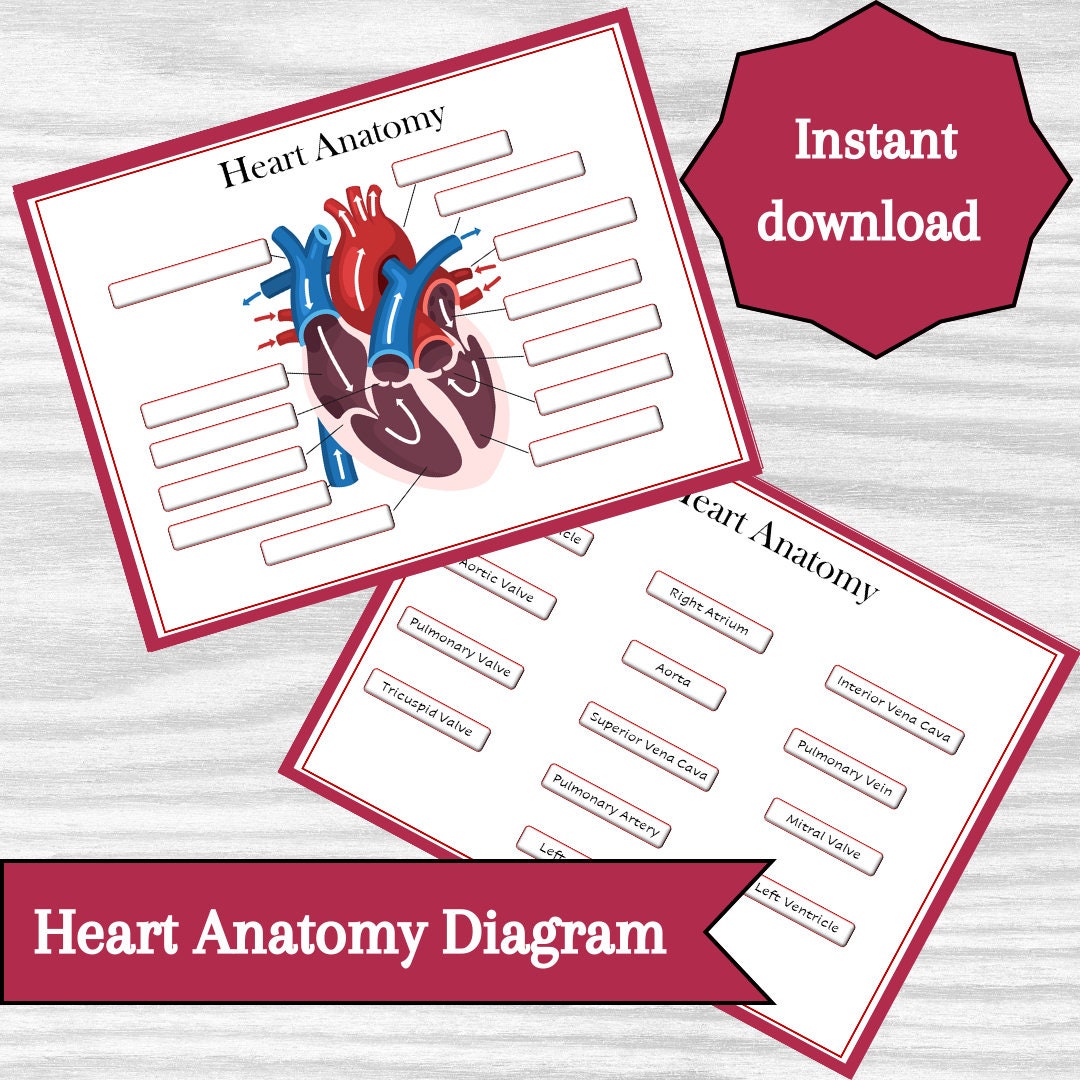 Heart Anatomy Diagram – Educational Printable Learning Resource ...